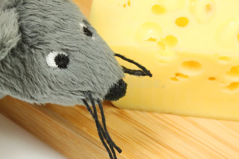Rat sniffing cheese stock photo. Image of gray, pest, springs - 3290252