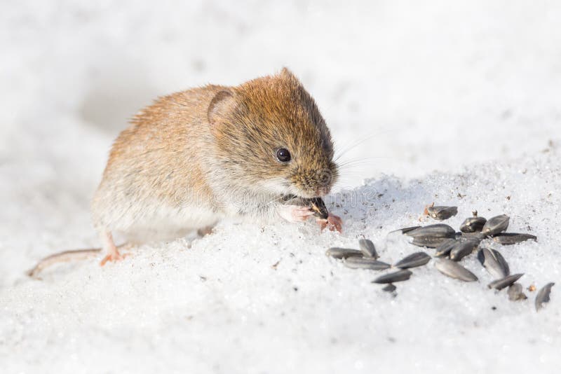 Mouse in the snow stock image. Image of musculus, garden - 88204075