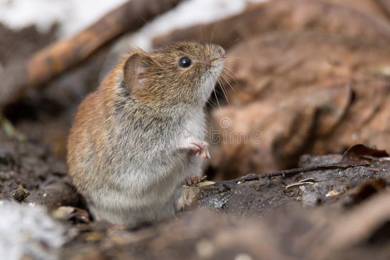 Mouse in the snow stock image. Image of musculus, garden - 88204075