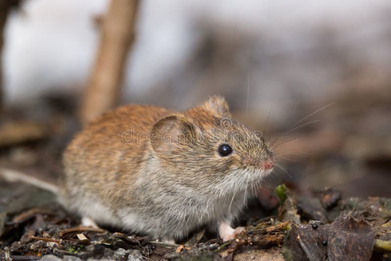 Mouse in the snow stock image. Image of park, meadow - 88917219