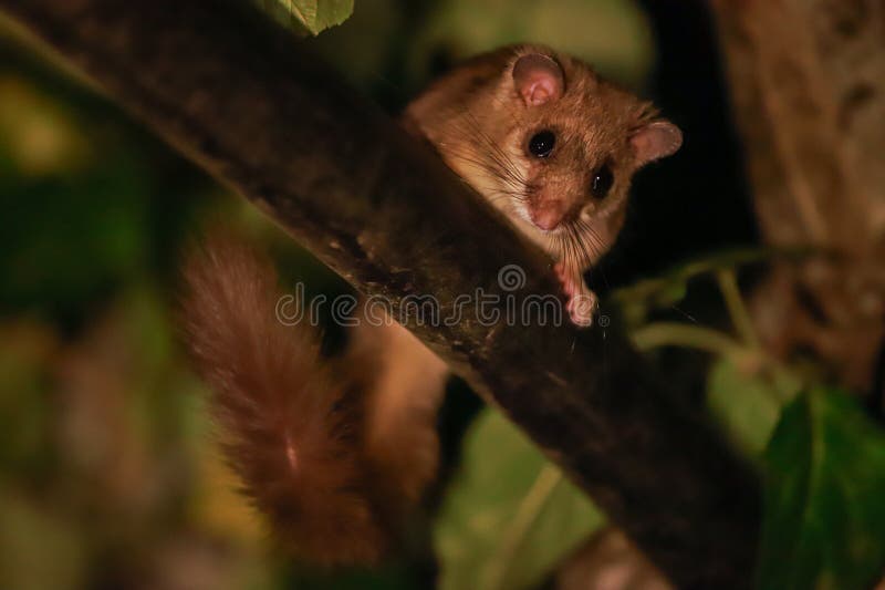 Mouse Squirrel with Long Brown Tail on a Branch at Night Stock Photo ...