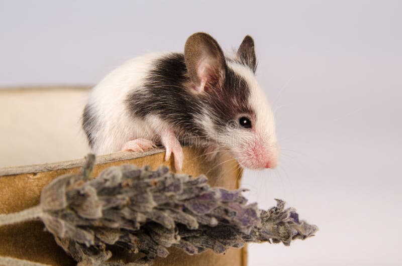 Mouse stock image. Image of lavender, looking, animal - 58261205