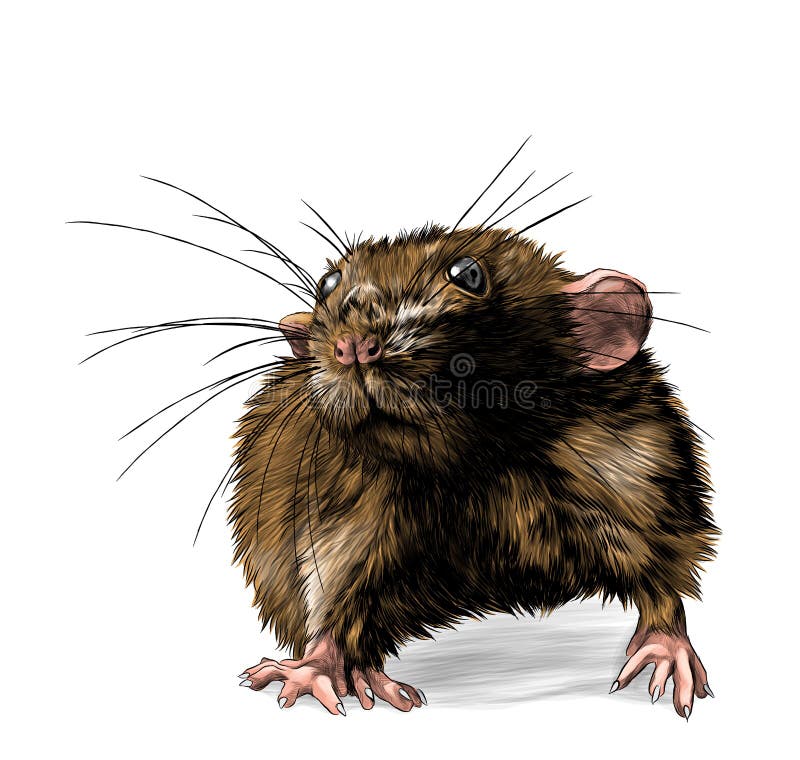 Mouse Standing On Hind Legs Drawing