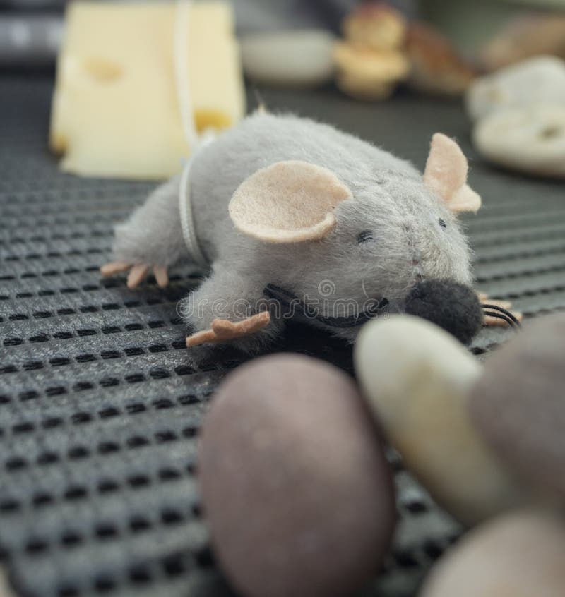 Mouse stealing cheese stock photo. Image of isolated - 96984586