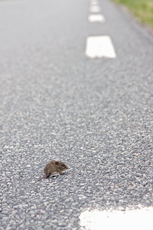 Mouse on a street stock image. Image of dead, floor, brown - 32637127