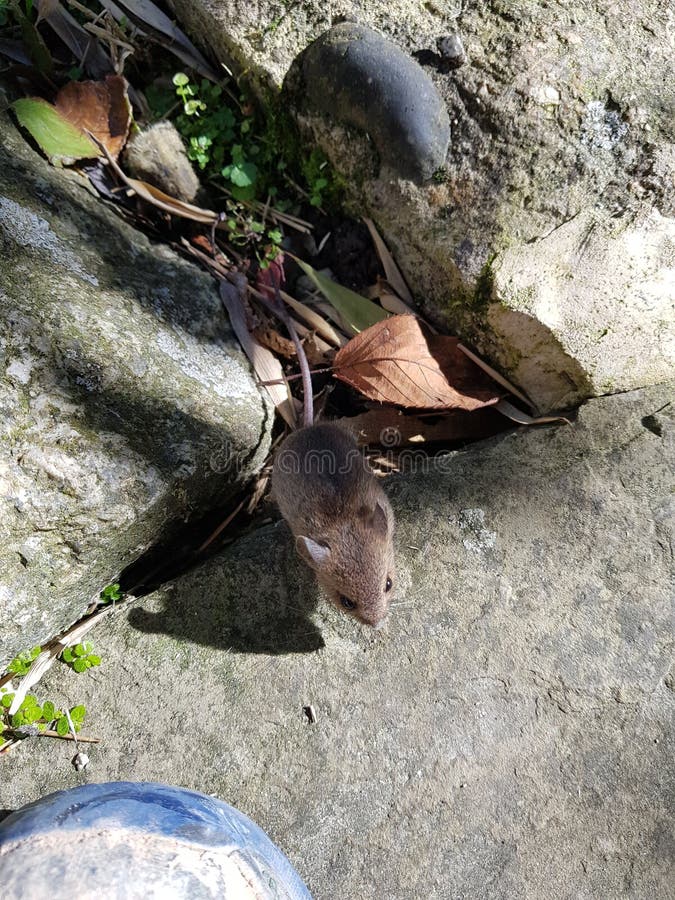 Mouse in sun stock image. Image of flower, trunk, jungle - 189668105