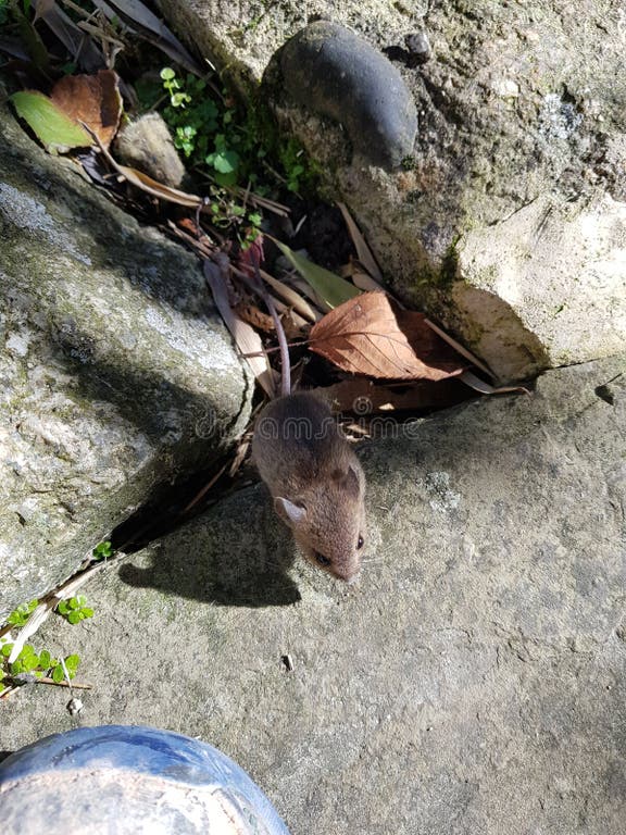 Mouse in sun stock image. Image of flower, trunk, jungle - 189668105
