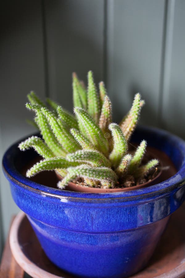 The Mouse Tail Cactus Houseplant, Potted in a Little Blue Pot Stock ...