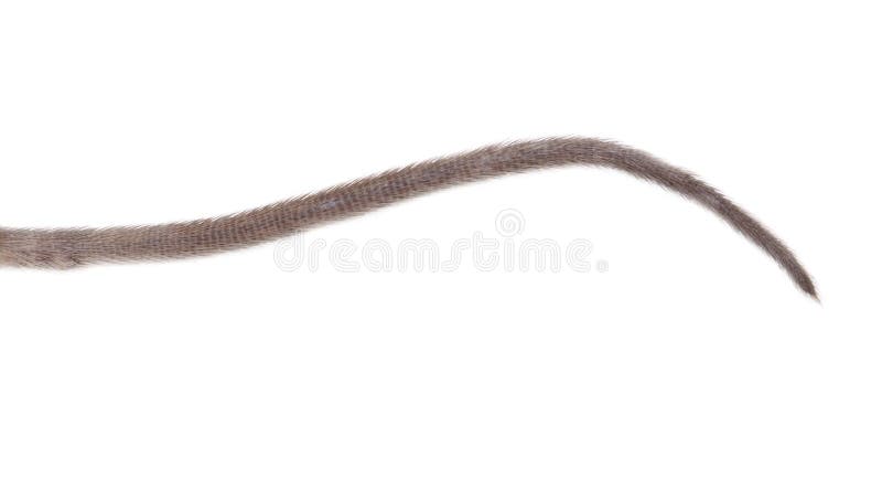 Mouse Tail stock photo. Image of close, rodent, white - 8713334