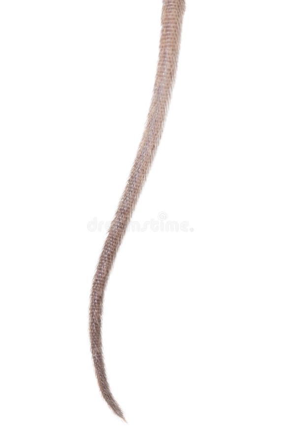 Mouse Tail Isolated on White Background. Stock Image - Image of gray ...