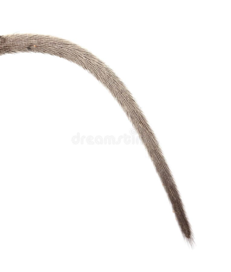 Mouse Tail Isolated on White Background. Stock Image - Image of gray ...