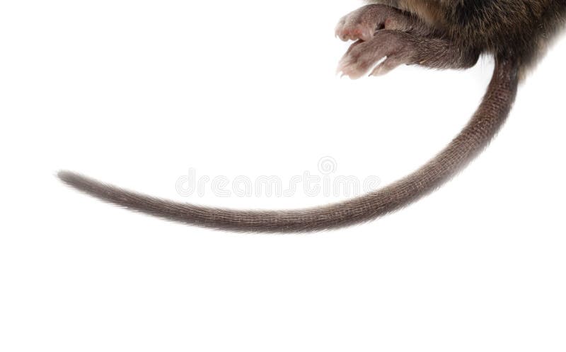 Mouse Tail Isolated on White Background. Stock Image - Image of gray ...