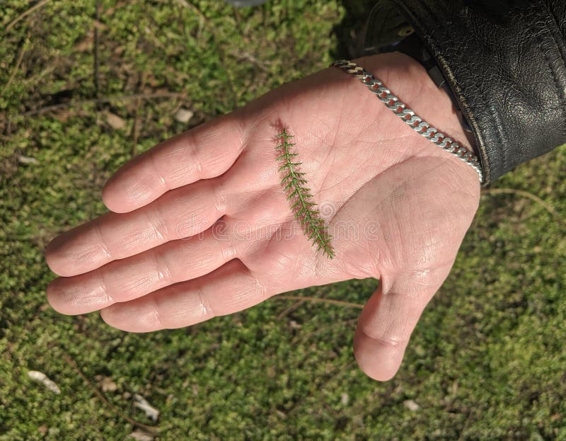 Mouse Tail stock photo. Image of close, rodent, white - 8713334