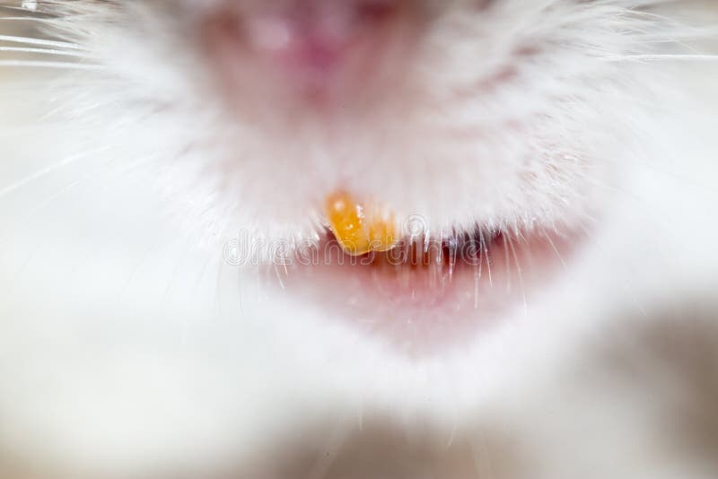 Mouse teeth. close stock photo. Image of rodent, curious - 107517110