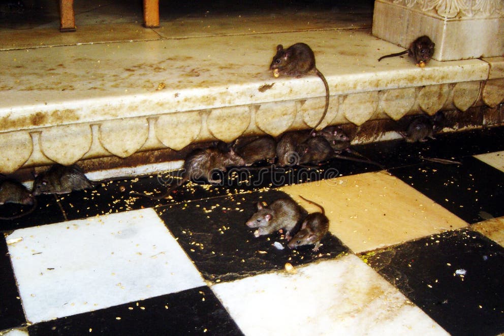 Mouse temple stock photo. Image of hindus, mouse, cultural - 49838234