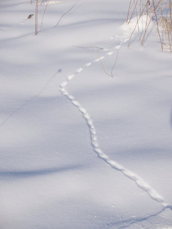 Mouse trace on snow stock image. Image of animal, trace - 23111443