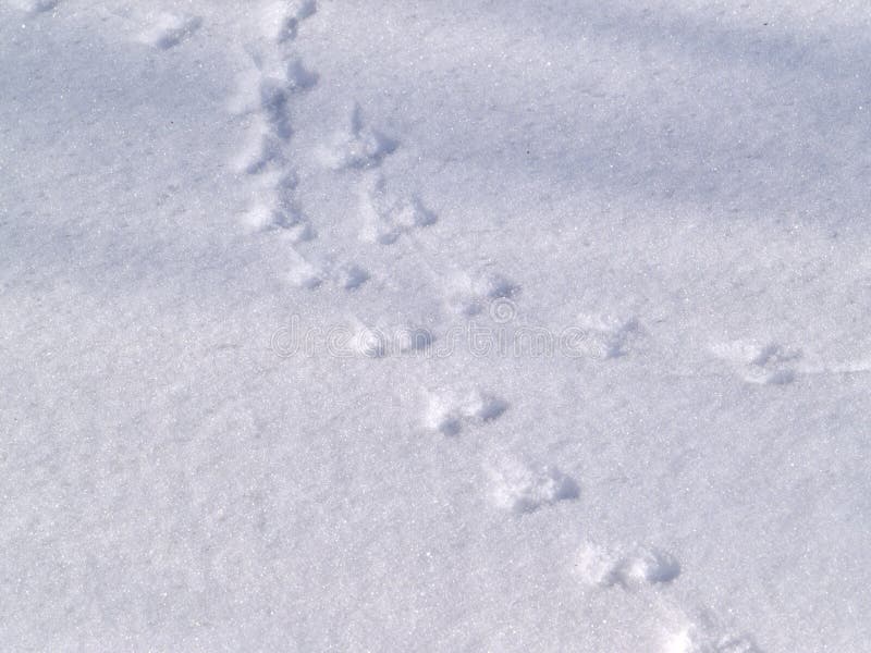 Mouse trace on snow stock photo. Image of nature, trace - 21094518