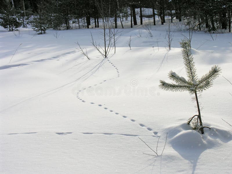 Mouse tracks in the snow stock photo. Image of sunny - 258682808