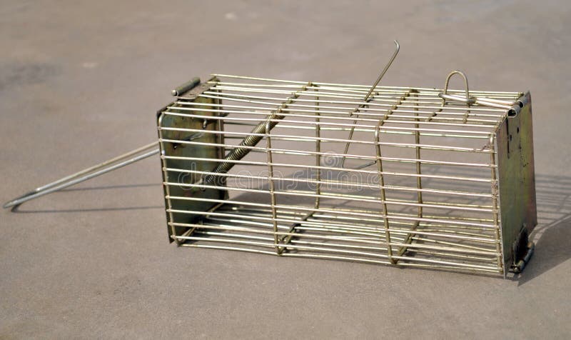 Mouse trap stock photo. Image of outdoors, shadow, still - 11892004