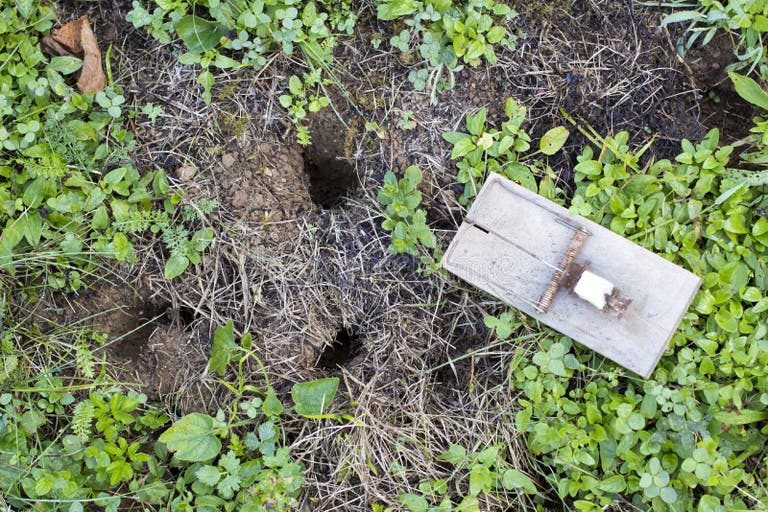 Mouse trap on garden lawn stock photo. Image of animal - 26545082