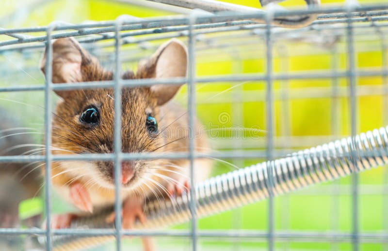 Mouse Trapped Inside Mousetrap Stock Image - Image of trap ...