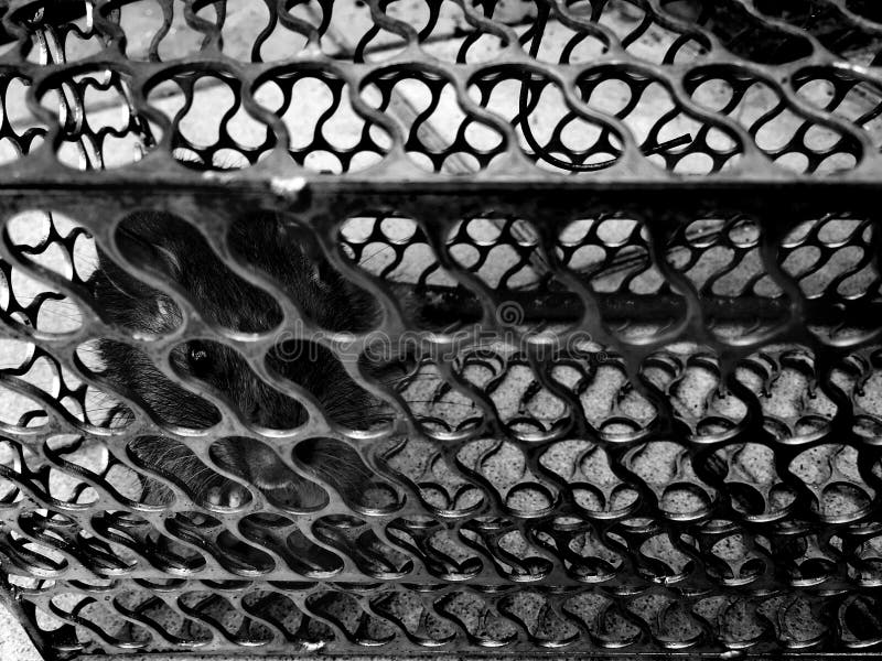 Mouse trapped at home stock photo. Image of alive, animal - 23747670