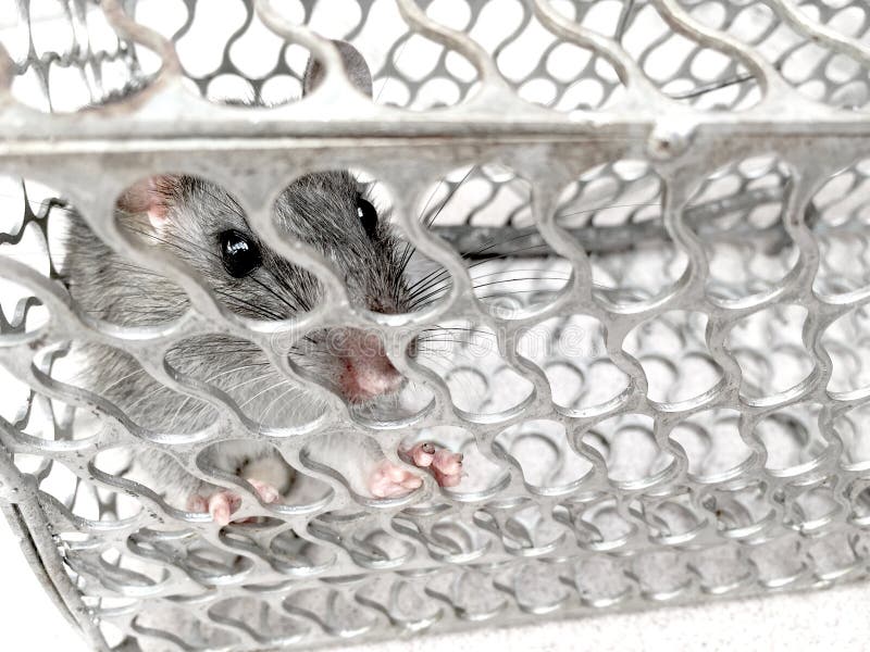 Mouse trapped at home stock photo. Image of alive, animal - 23747670