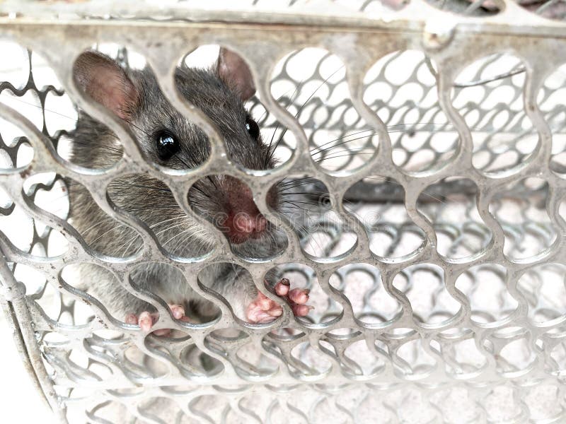 Mouse trapped at home stock image. Image of trapped, caught - 23747673