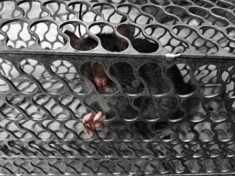 Mouse trapped at home stock photo. Image of alive, animal - 23747670
