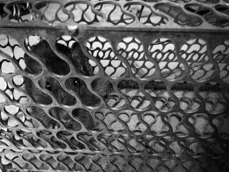 Mouse trapped at home stock photo. Image of alive, animal - 23747670