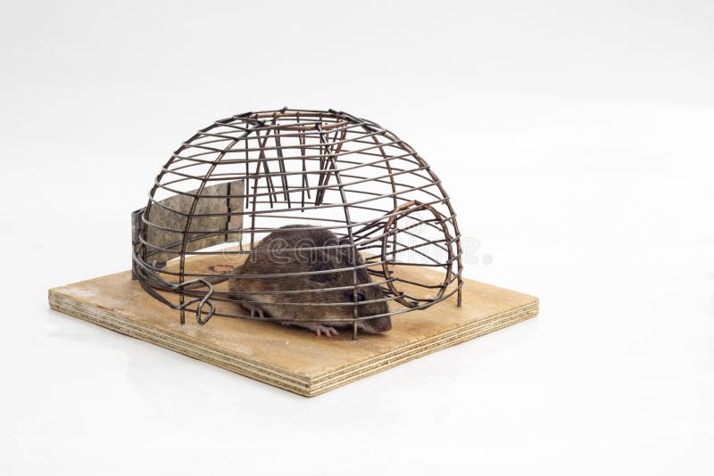 Mouse trapped at home stock photo. Image of alive, animal - 23747670