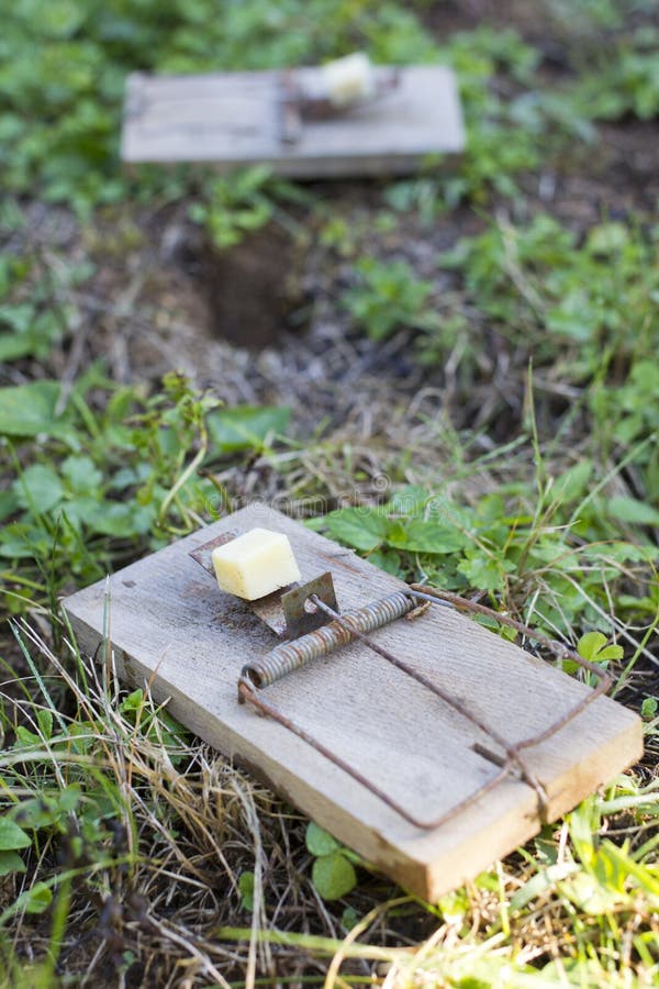 Mouse traps on garden lawn stock photo. Image of mice - 26545104