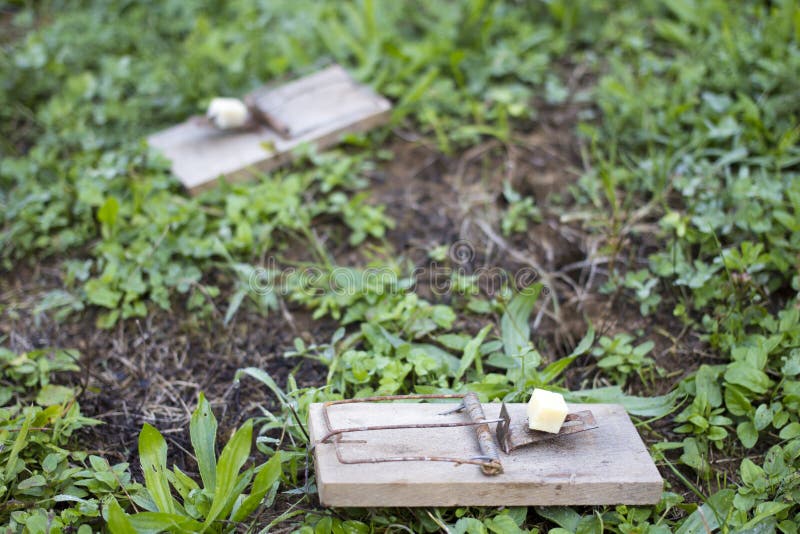 Mouse traps on garden lawn stock photo. Image of grass - 26545122
