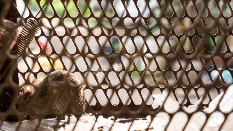 Mouse Tried To Escape from the Cage Stock Photo - Image of nose ...