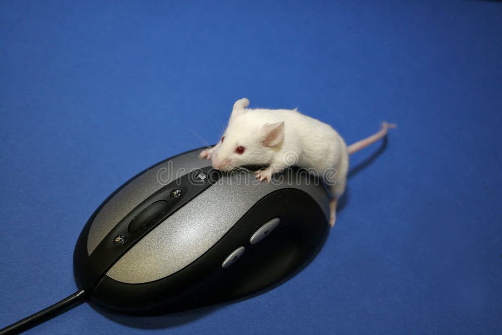 Mouse using mouse stock photo. Image of future, connectivity - 268736