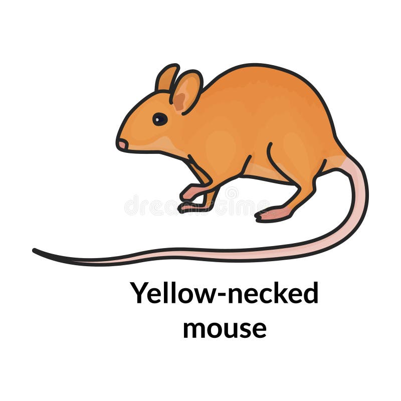 Mouse Vector Icon.Color Vector Icon Isolated on White Background Mouse ...