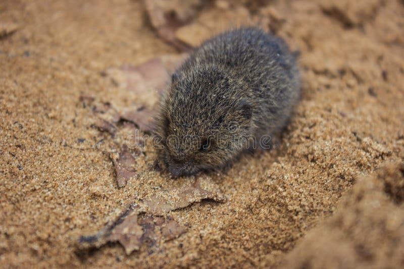 Savanna Mouse Photos - Free & Royalty-Free Stock Photos from Dreamstime