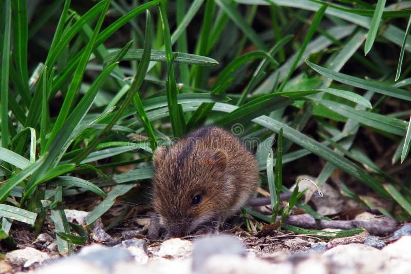 Mouse Vole in the Grass. Pest Control. Rodents Controls Stock Image ...