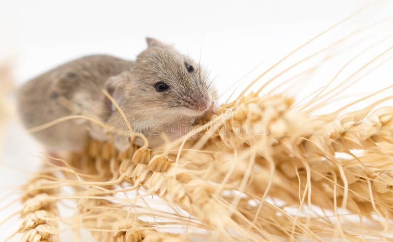Wheat in the park stock photo. Image of flower, sharpness - 21790562
