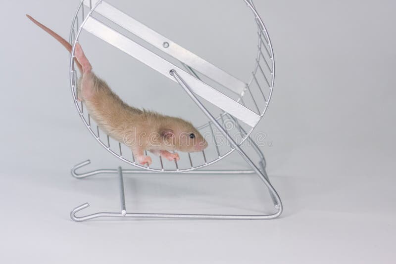 The Mouse in the Wheel. Rush Forward on the Iron Stock Photo - Image of ...