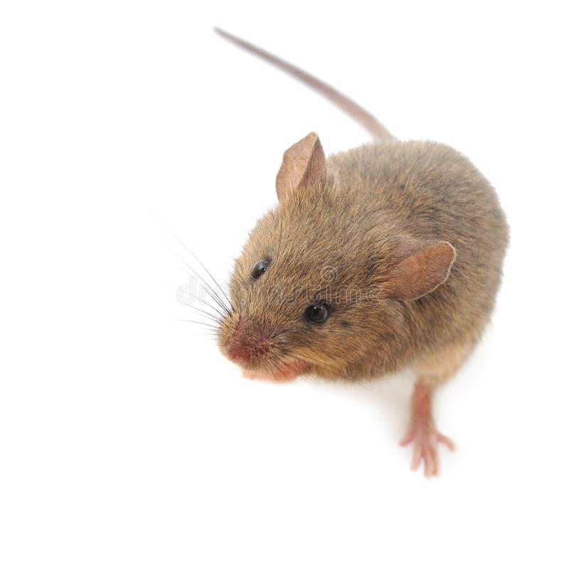 Asia minor spiny mouse stock photo. Image of mouse, minor - 27167566