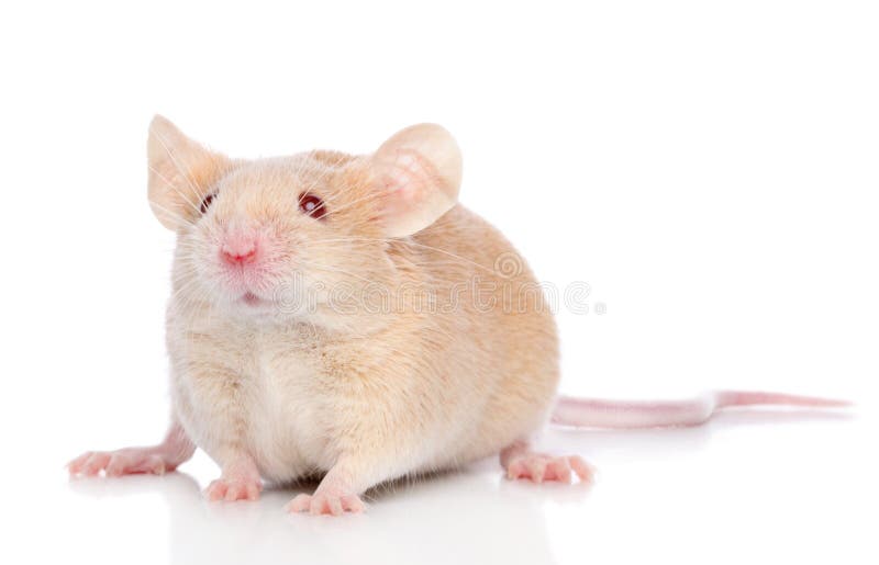 Tiny Mouse on White Background Stock Image - Image of rodent, portrait ...