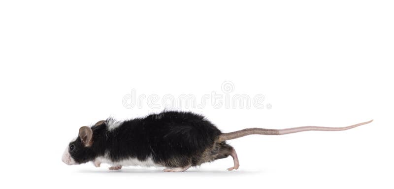 Mouse Running Away Stock Photos - Free & Royalty-Free Stock Photos from ...