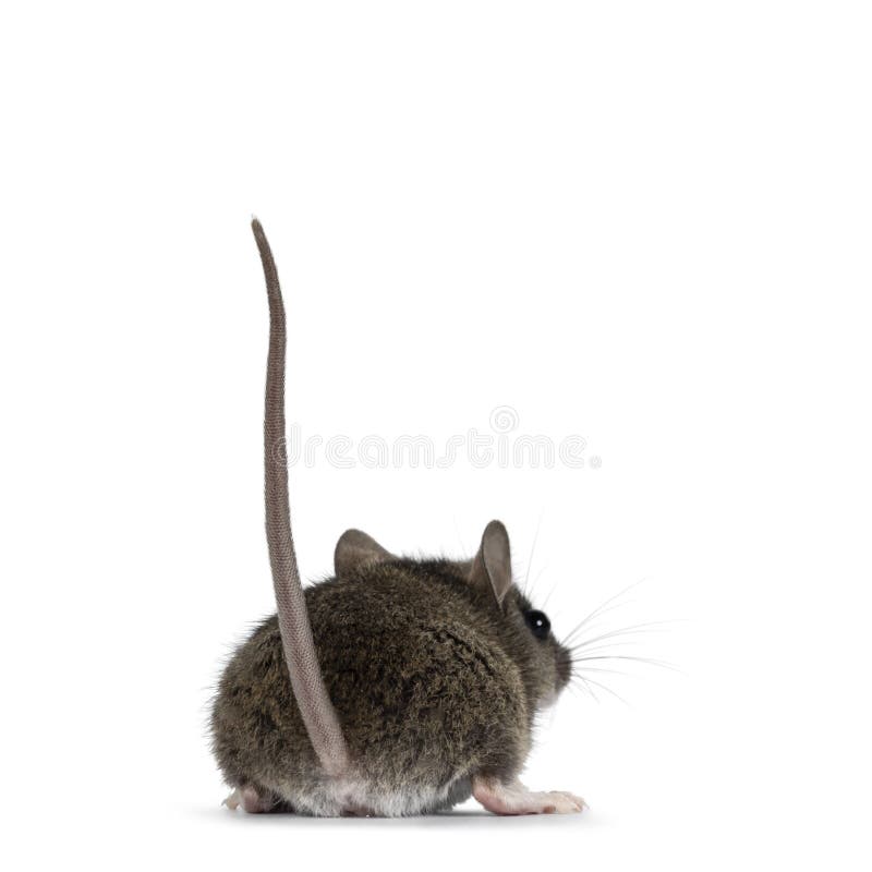 196 Eye Looking Up Plain Background Stock Photos - Free & Royalty-Free ...