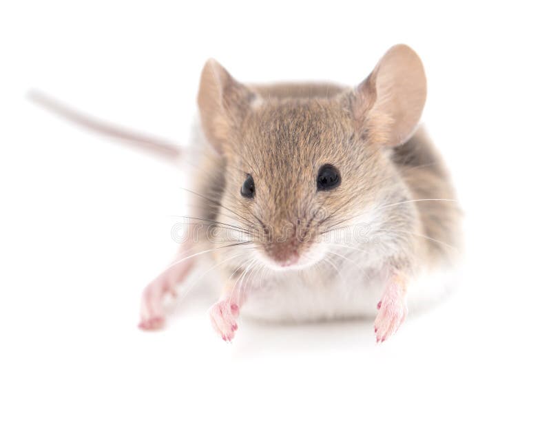 Mouse on a White Background. Close-up Stock Photo - Image of cute ...