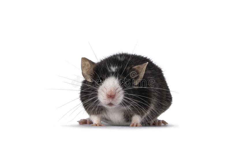Mouse on white background stock image. Image of tail - 238103759