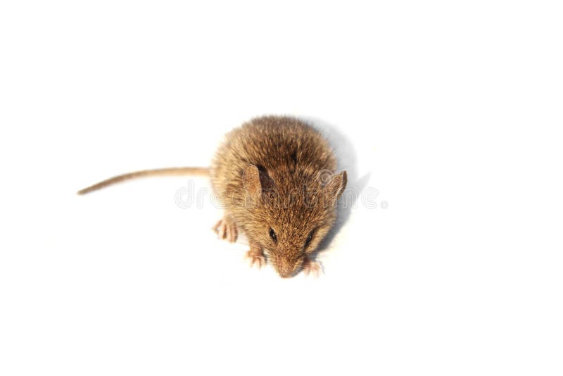 Little Rodent stock photo. Image of paulo, rodent, south - 11341640