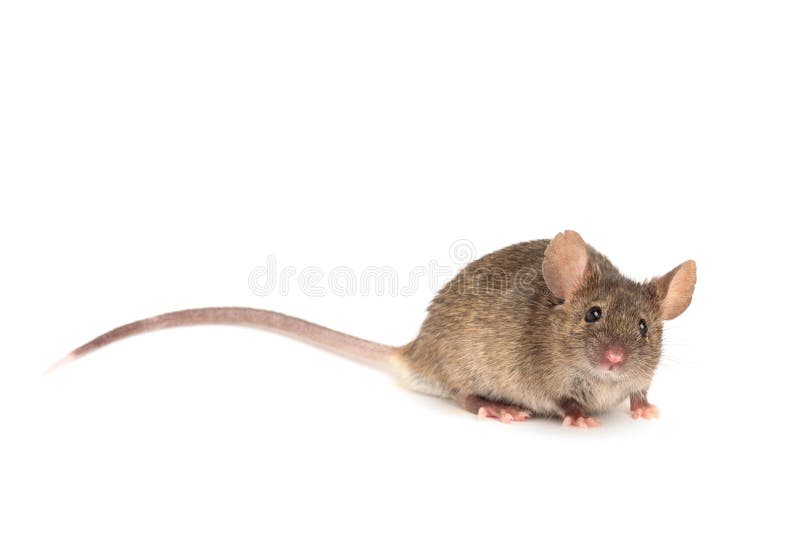 Mouse on white stock photo. Image of rodent, grey, animal - 30762806