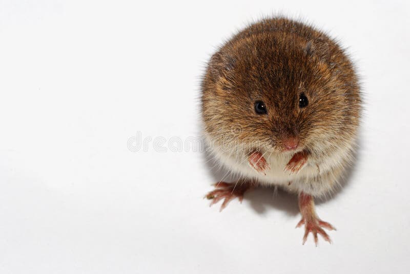 150 Mouse Standing Hind Legs Stock Photos - Free & Royalty-Free Stock ...