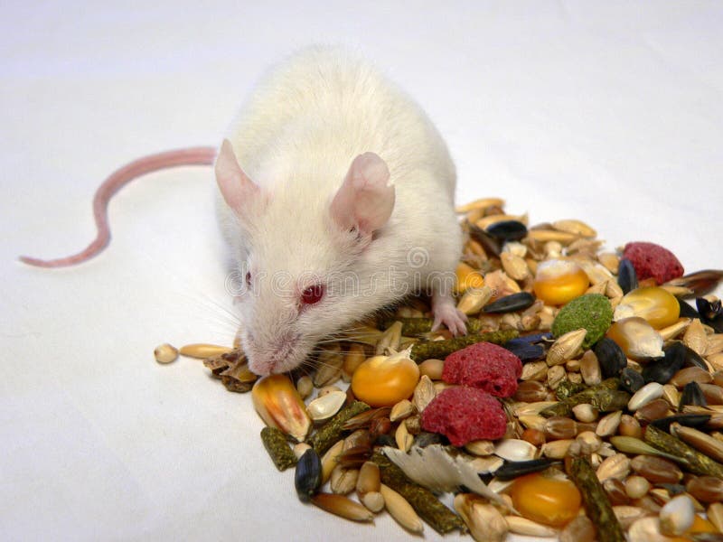 Mouse Bite Stock Images - Download 623 Royalty Free Photos